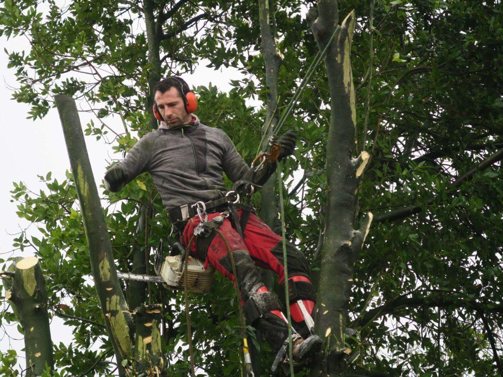 Techniques d’élagage - Terre d'Auge paysage